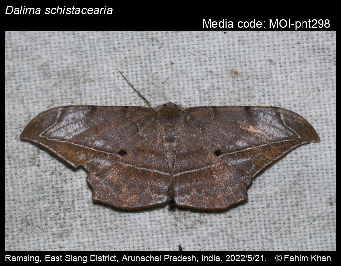 Dalima schistacearia Moore, [1868] - | Moths